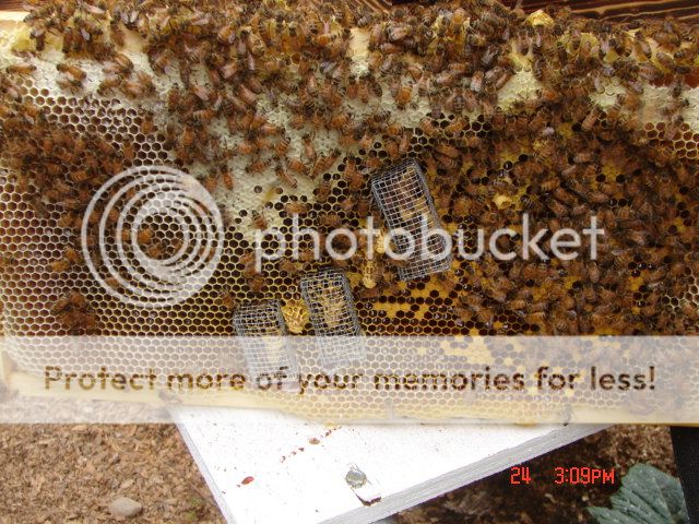 First attempt -walk away queen rearing-pics and experiments | Beesource Beekeeping Forums