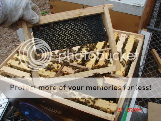 Single deep box-mini frame colony with double mating nucs | Beesource Beekeeping Forums