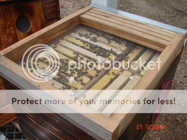 Single deep box-mini frame colony with double mating nucs | Beesource Beekeeping Forums