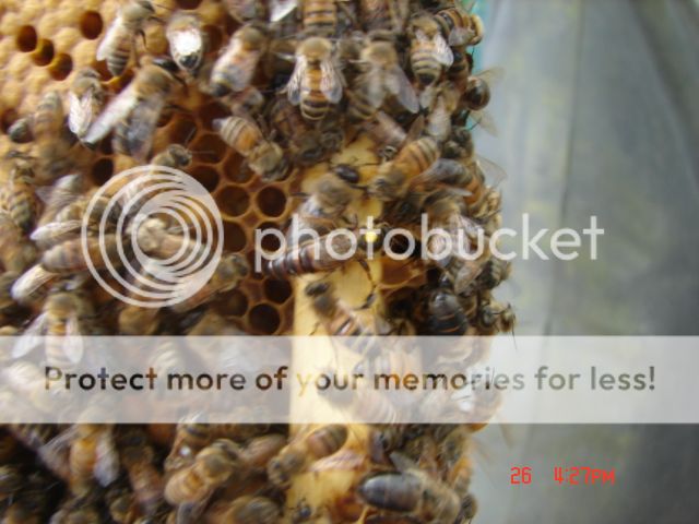 First samples of my queen rearing attempts | Beesource Beekeeping Forums