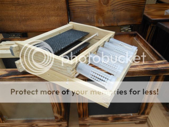 overwintered mini nucs | Beesource Beekeeping Forums