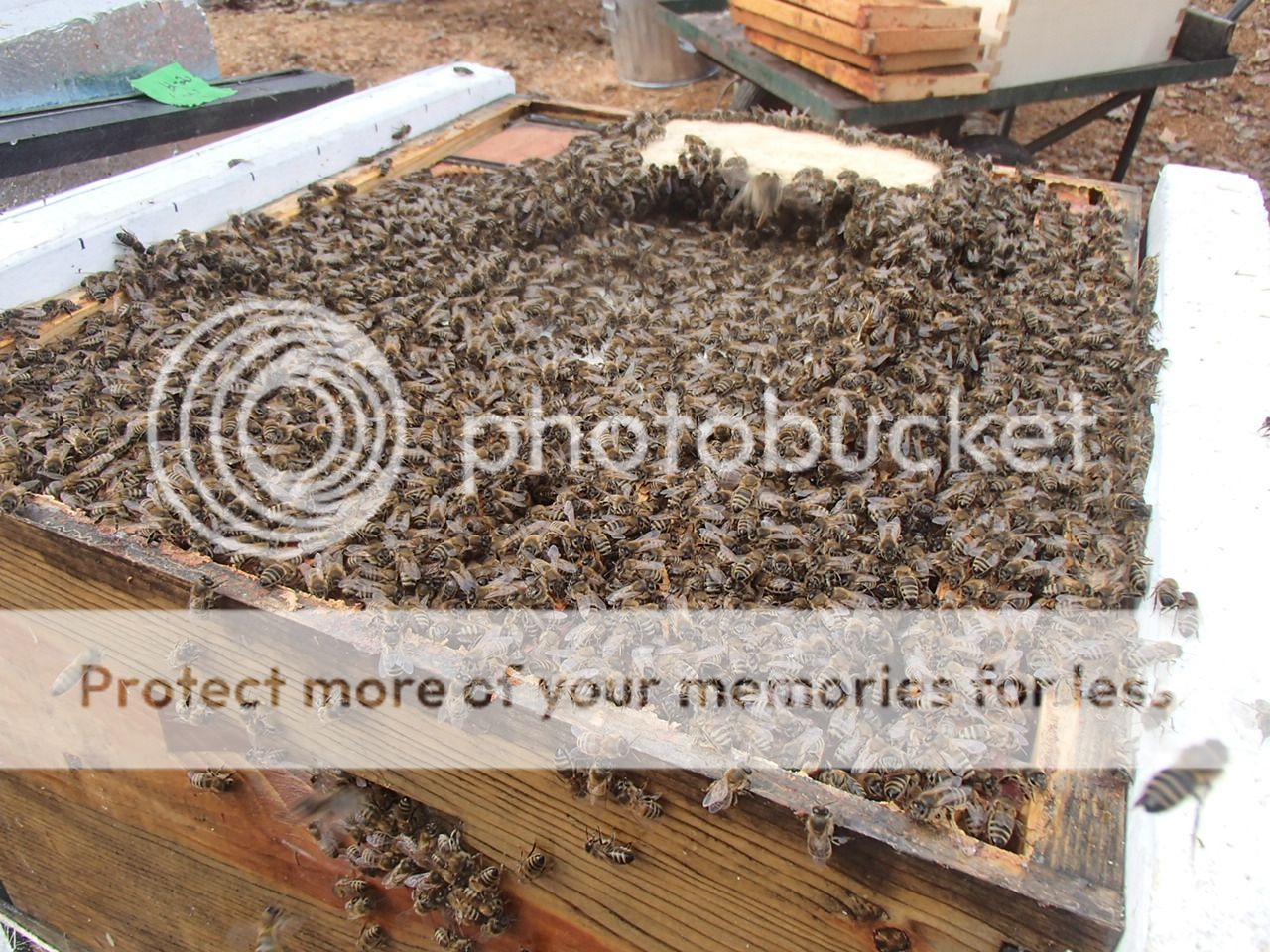 My recipe/method for sugar blocks | Page 22 | Beesource Beekeeping Forums