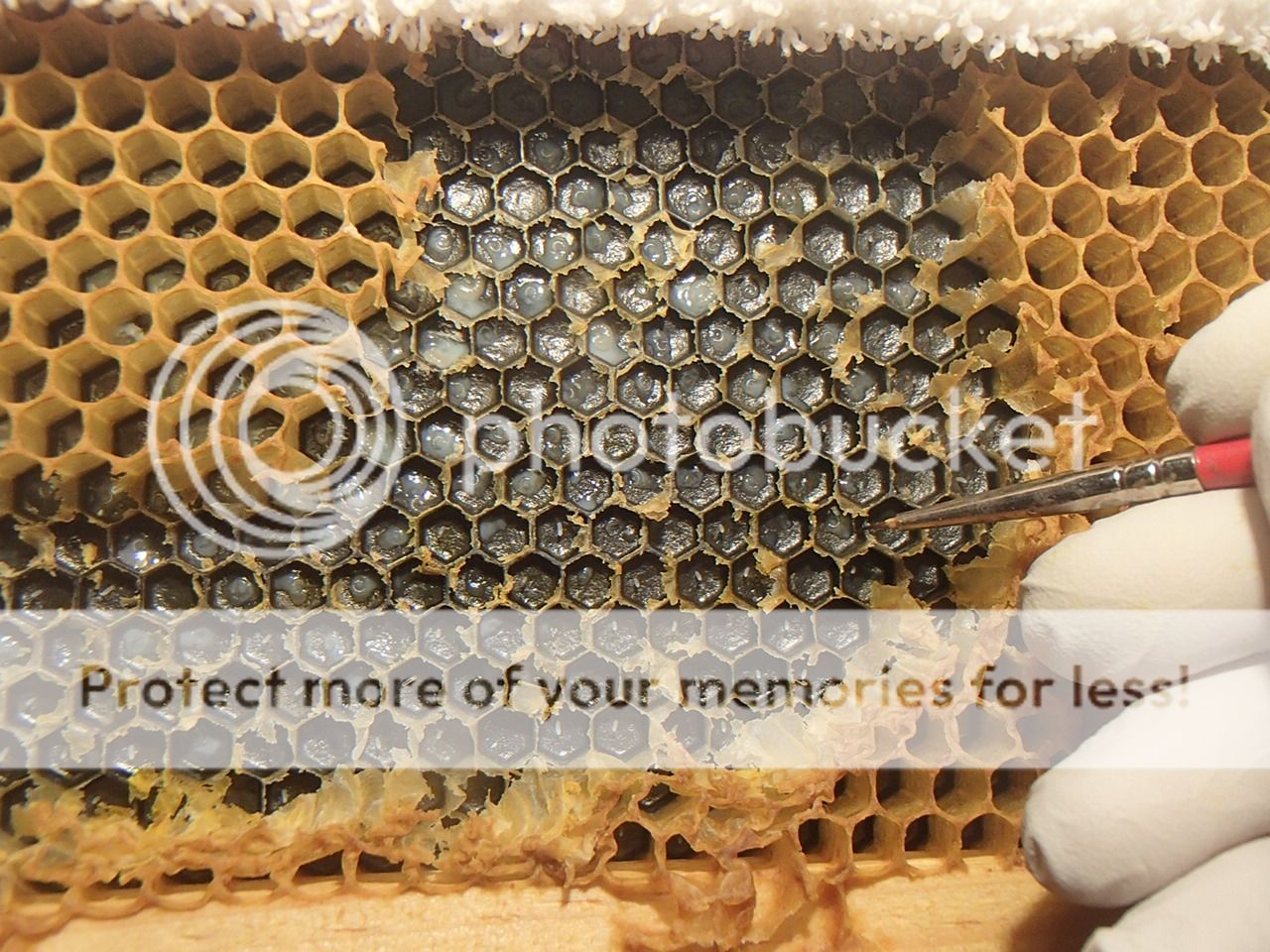 Rite cel vs permadent | Beesource Beekeeping Forums