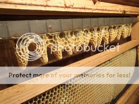 What day do you transfer cells into incubator? | Beesource Beekeeping Forums