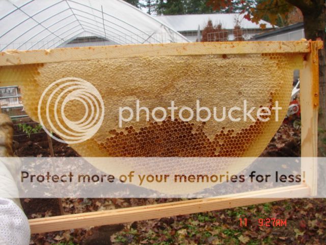 Foundationless or foundation..best of both worlds | Beesource Beekeeping Forums