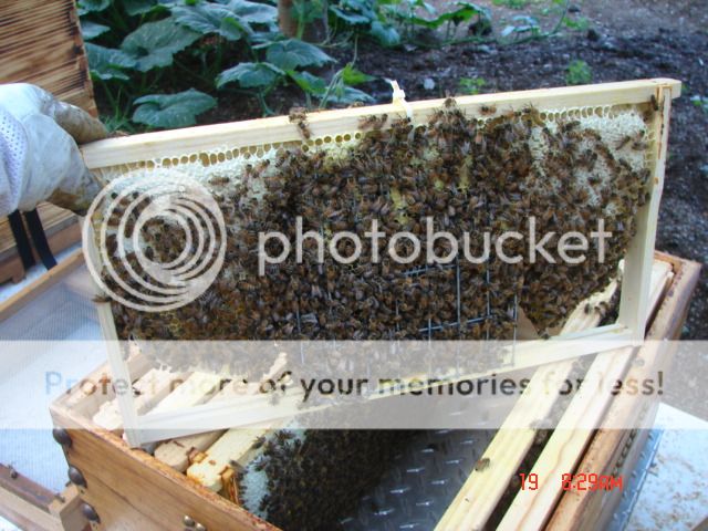 Holding cutouts in frame | Beesource Beekeeping Forums