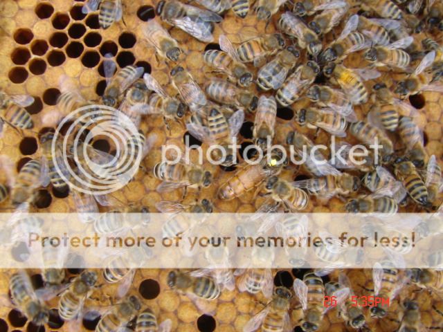 First samples of my queen rearing attempts | Beesource Beekeeping Forums