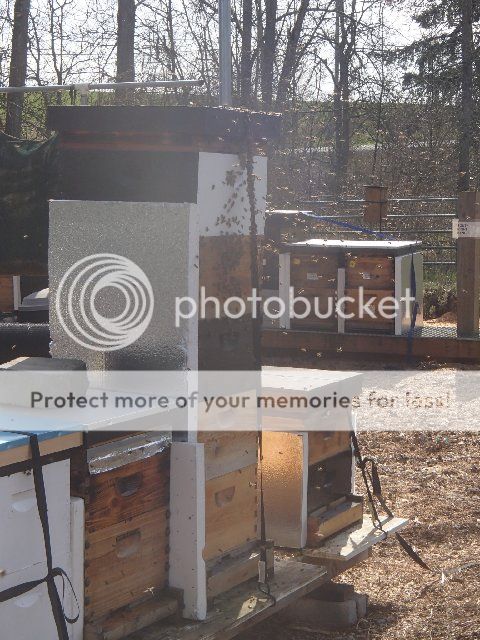 Combining colonies for main nectar flow | Beesource Beekeeping Forums