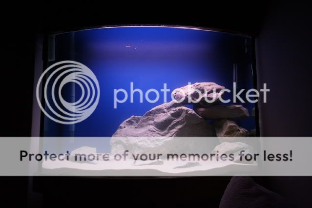 Fishless cycling without ammonia? | Cichlid Fish Forum