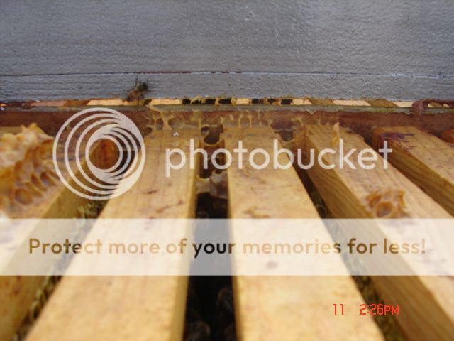 Nucs from Shallow Supers? | Beesource Beekeeping Forums