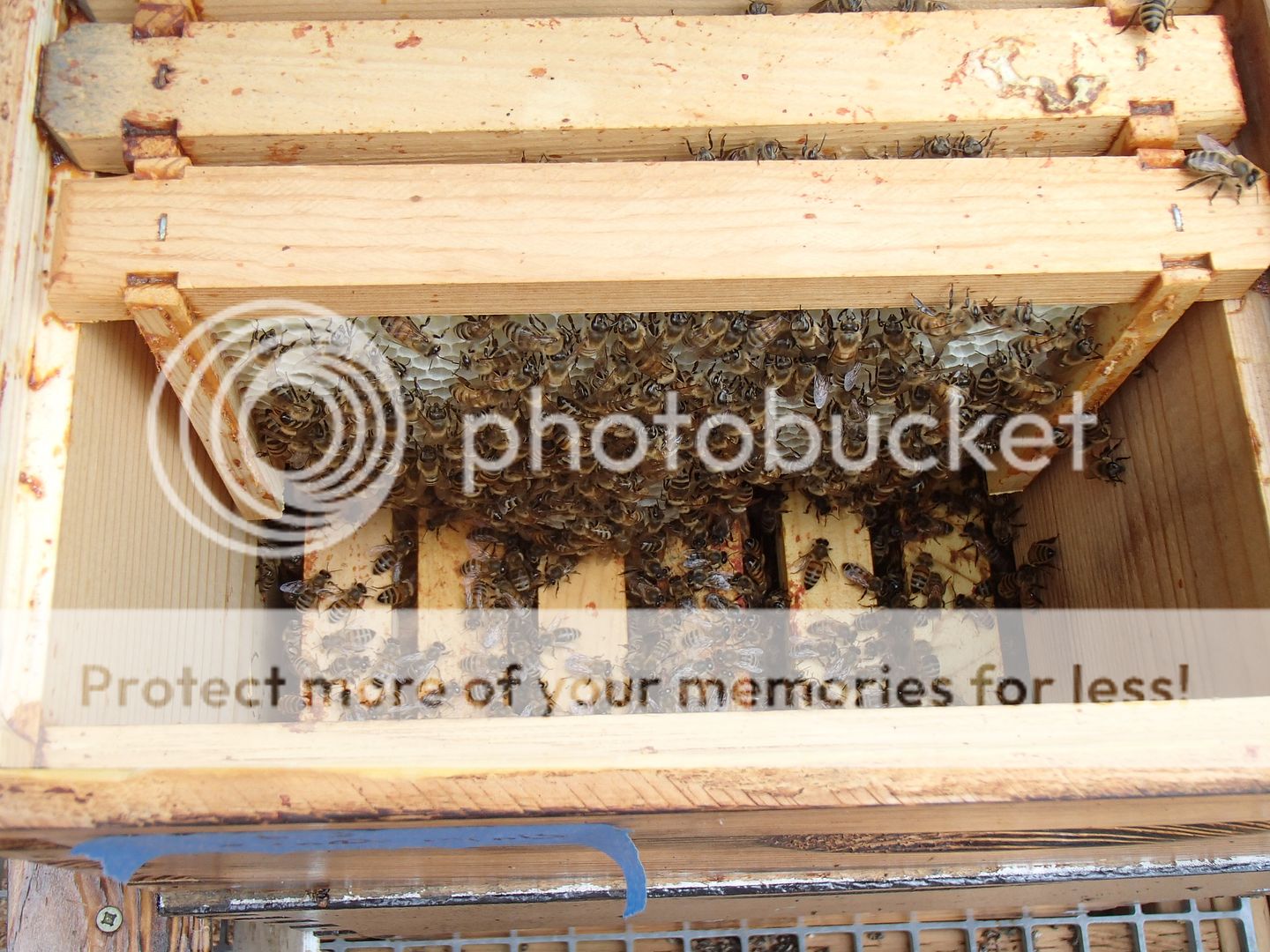 Mini Mating Nuc | Beesource Beekeeping Forums