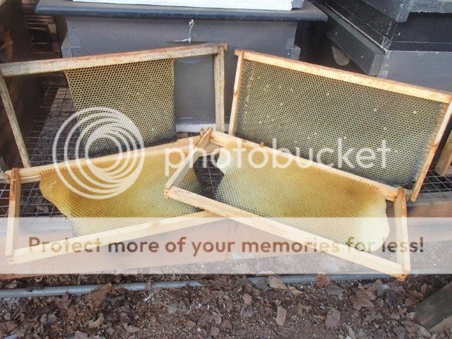 Long Lang double divided breeder queen hive & all on one repro unit ...