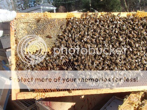 Bee's storing sugar bricks | Beesource Beekeeping Forums