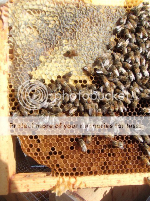 Bee's storing sugar bricks | Beesource Beekeeping Forums