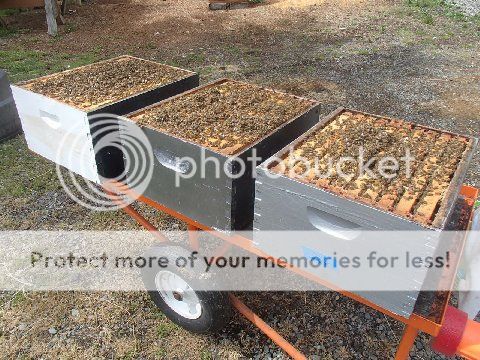 Building pallets | Beesource Beekeeping Forums