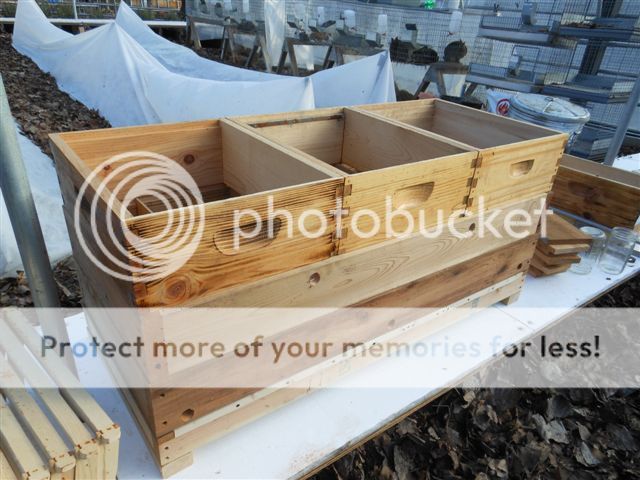 Two queen hive - Make their own queen? | Beesource Beekeeping Forums