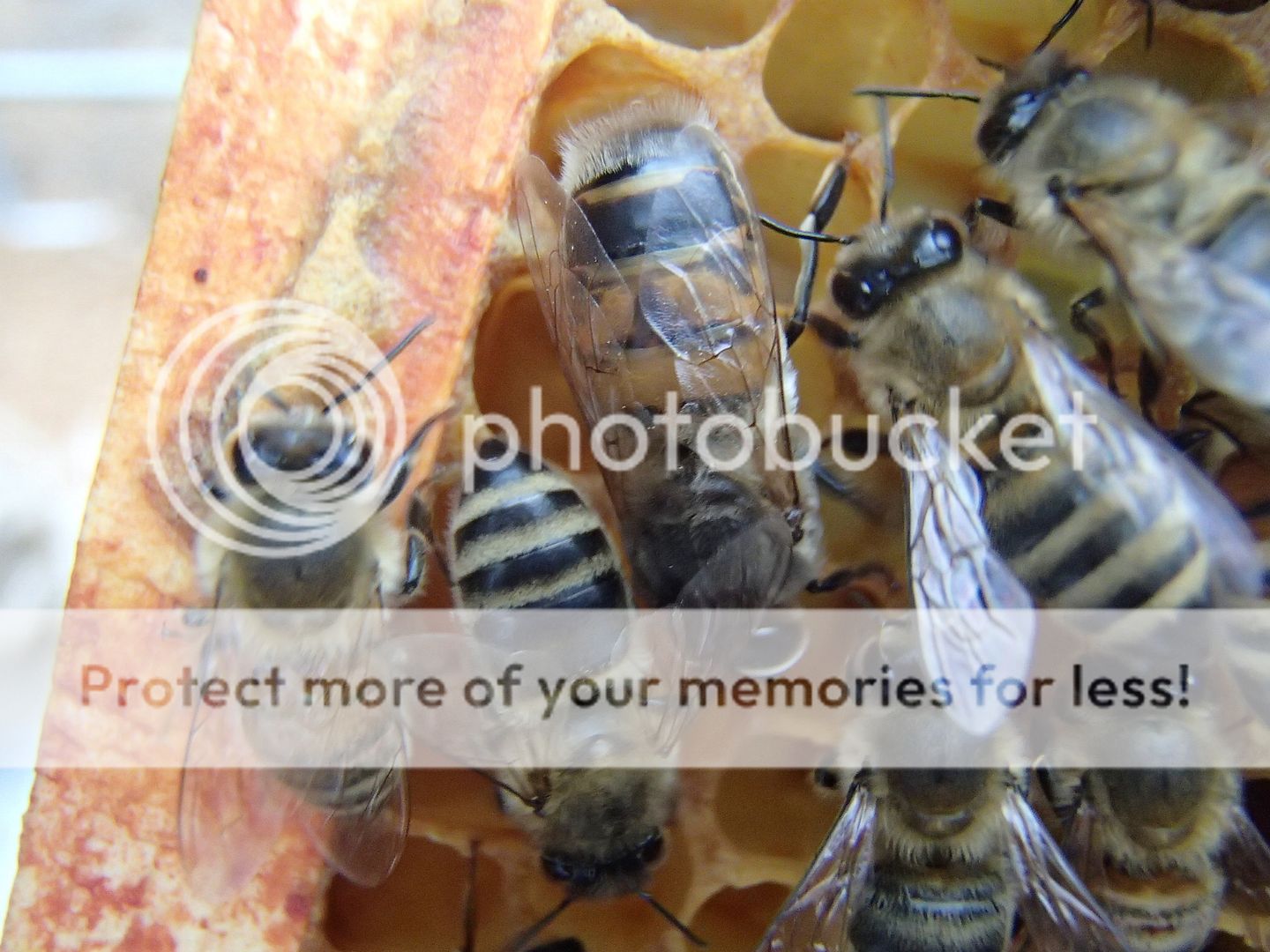 Honeybee Genetics and Breeding Bees | Beesource Beekeeping Forums