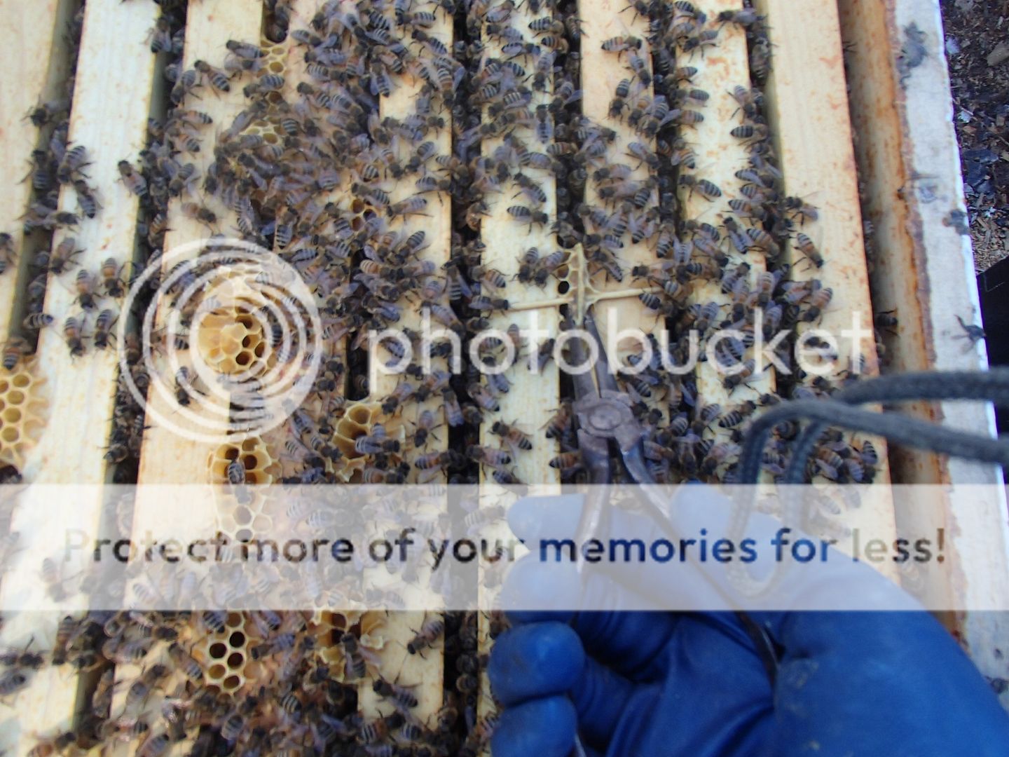 Too late for Apivar? | Beesource Beekeeping Forums